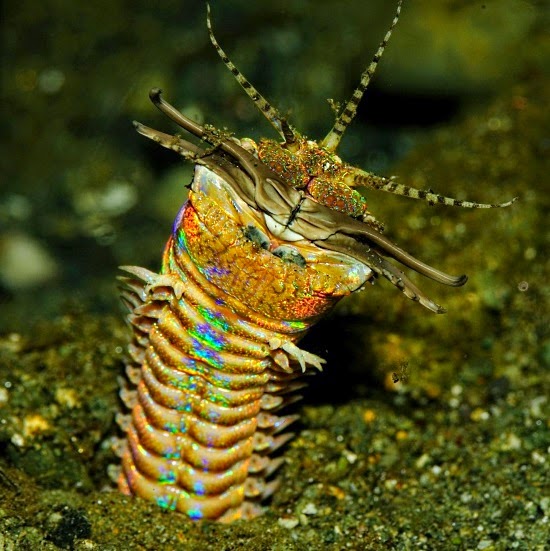 Mentes Imundas e Belas: Terrível verme marinho é considerado um ...