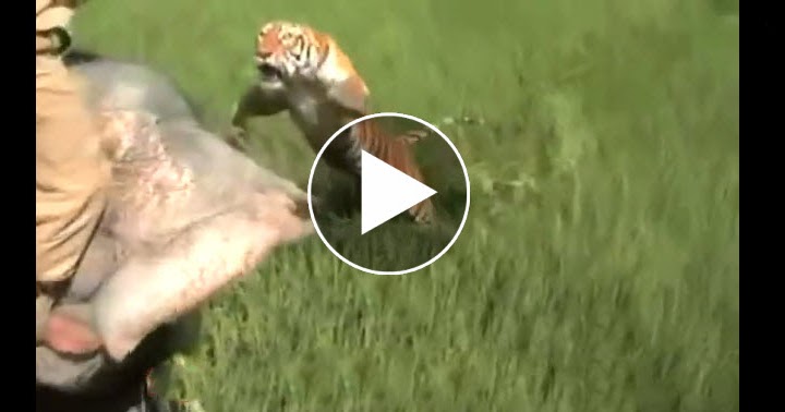 Tiger attacks elephant rider ~ Thai Amaze