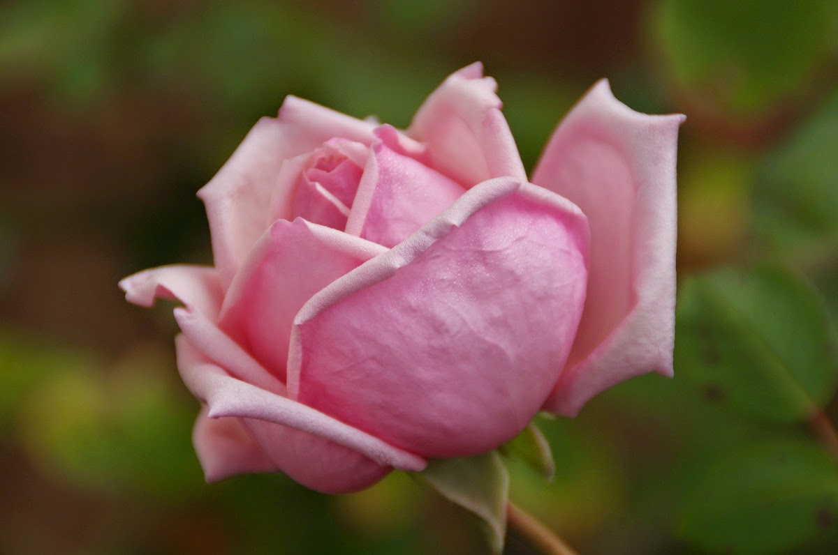 Organic Garden Dreams: February Roses