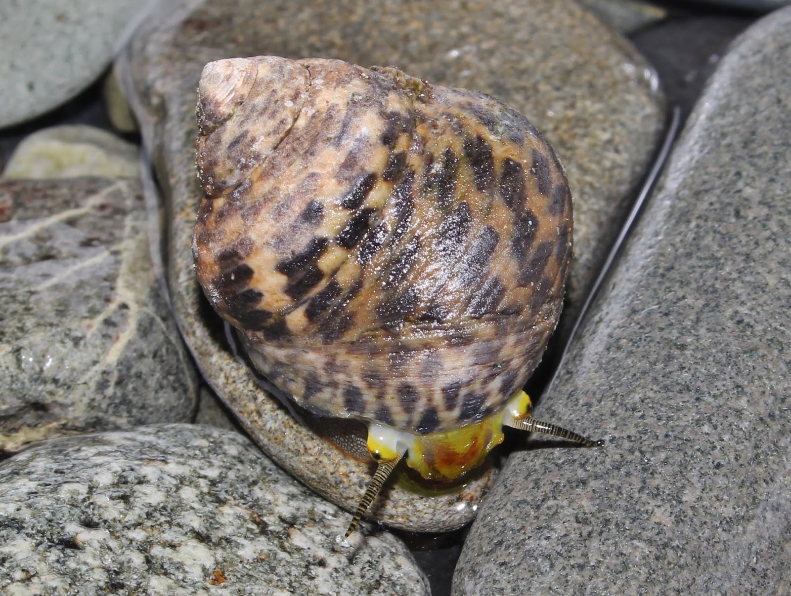 Biodiversity of Cyprus by NGO Protection of the Natural Heritage and ...