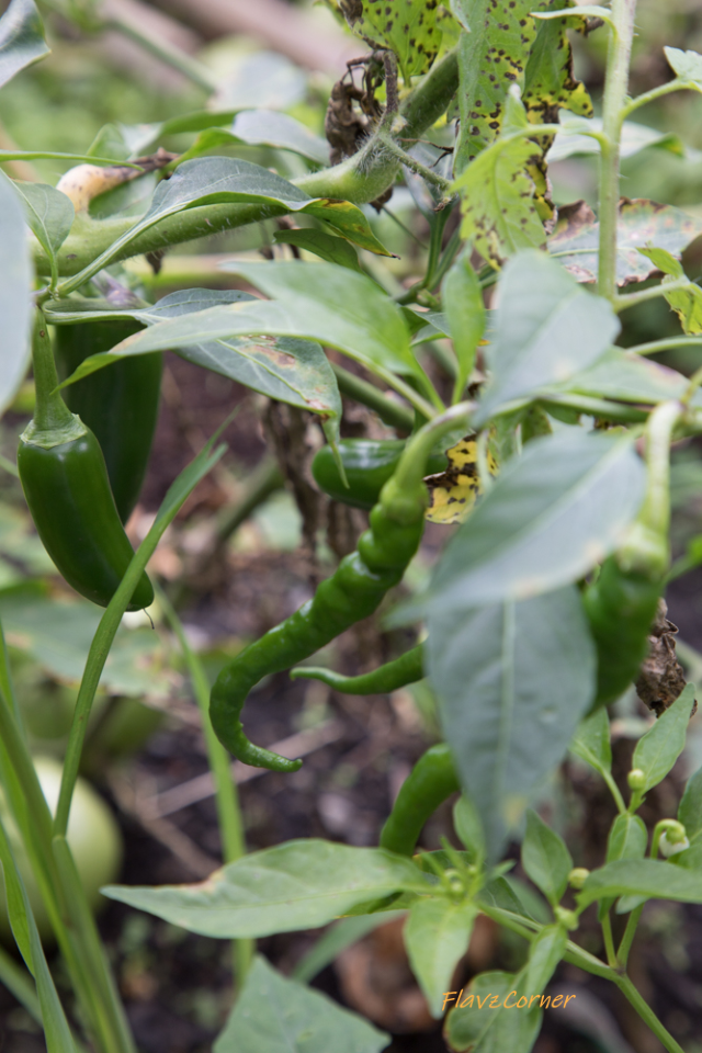 Bitter Gourd And Green Tomato Stir Fry / Pavacka Tomato Thoran