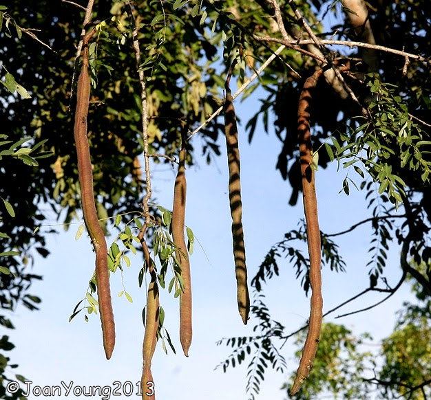 Natures World of Wonder: Sjambok Pod (Cassia abbreviate)