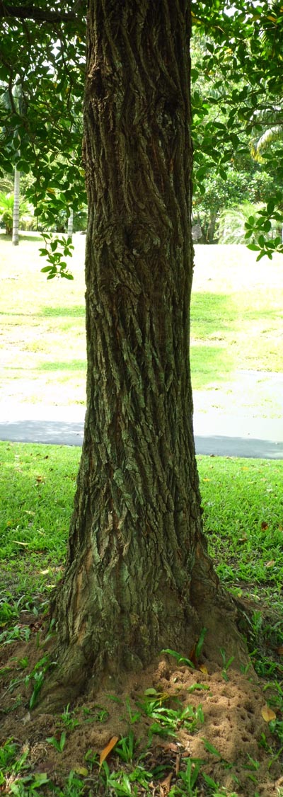 Aun's fotos' corner: The Tembusu Tree