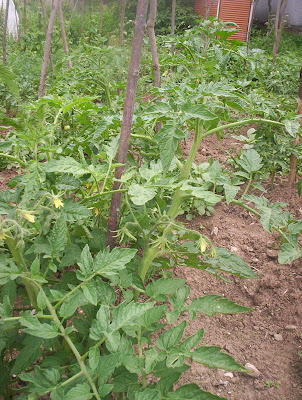 Despre gradini si alte cele: Rosia- copilit