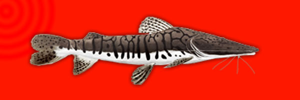 La Pesca del Pez Surubí