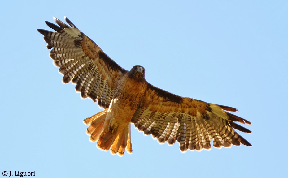 Raptor Identification and Photography: Ageing Adult Red-tails by Tail ...