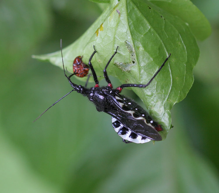 Far Away Blog: 5 Scariest Bugs in Japan