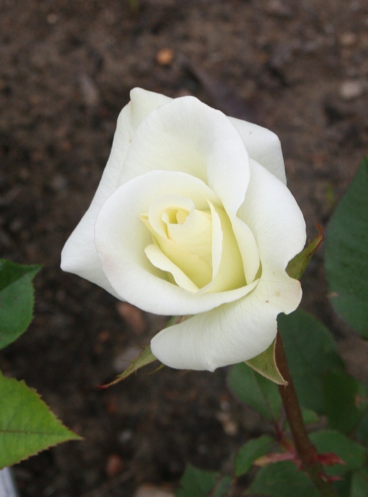 Our Garden Journal: Our First Spring Roses