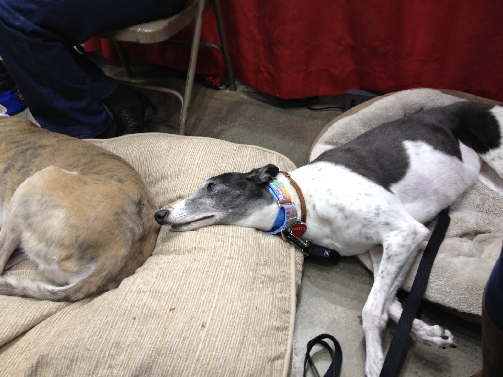 Northern Lights Greyhound Adoption Dog Blog: NLGA Photo Roundup ...