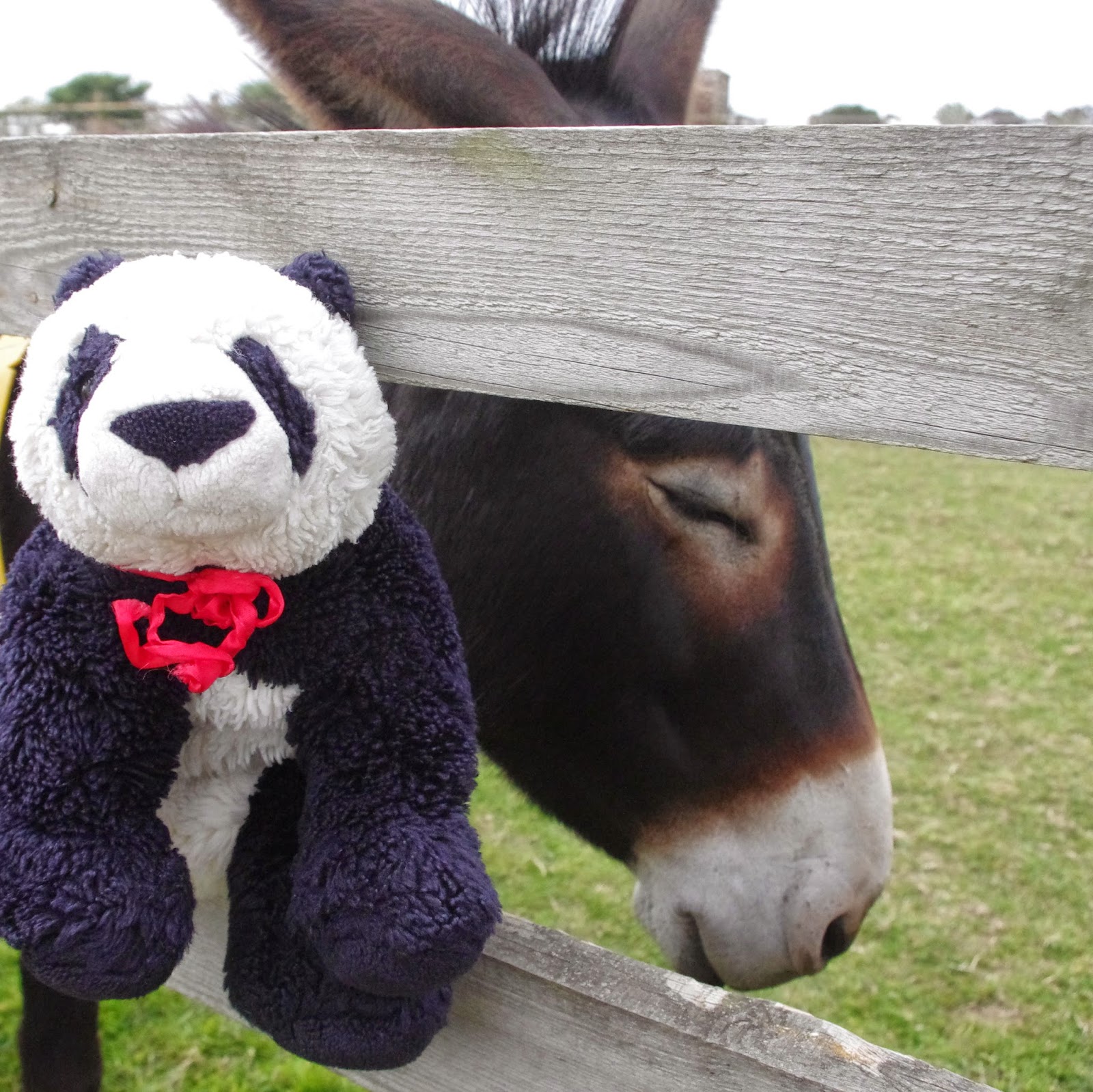 Fluffy Hair: donkey mates