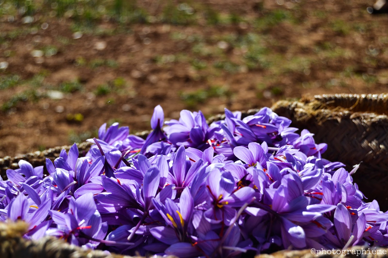 PhotographiEme: La flor del Azafrán