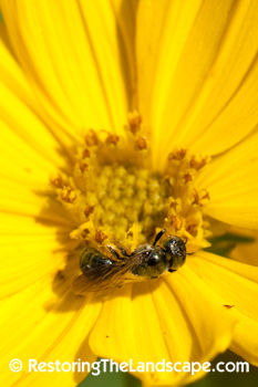 Restoring The Landscape With Native Plants: Native Bee Spotlight: Small ...