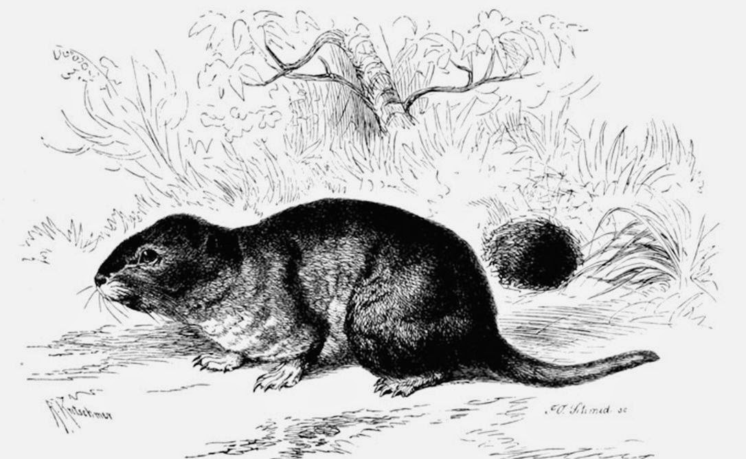 HISTORIAS ZOOLOGICAS: JOHN BELL HATCHER: UN CAZADOR DE FOSILES EN LA ...