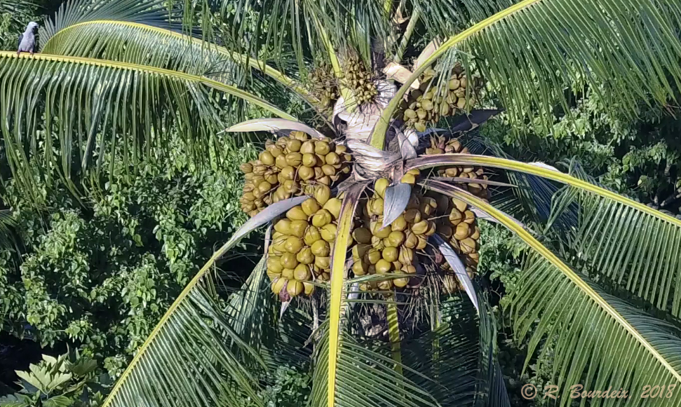 Coconut planting material for the Pacific region: Kiribati