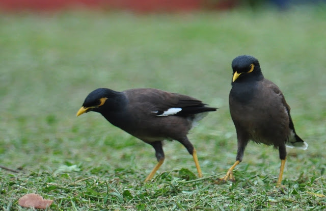 KAMPUNG BIRD: TIONG GEMBALA KERBAU (Mynah)
