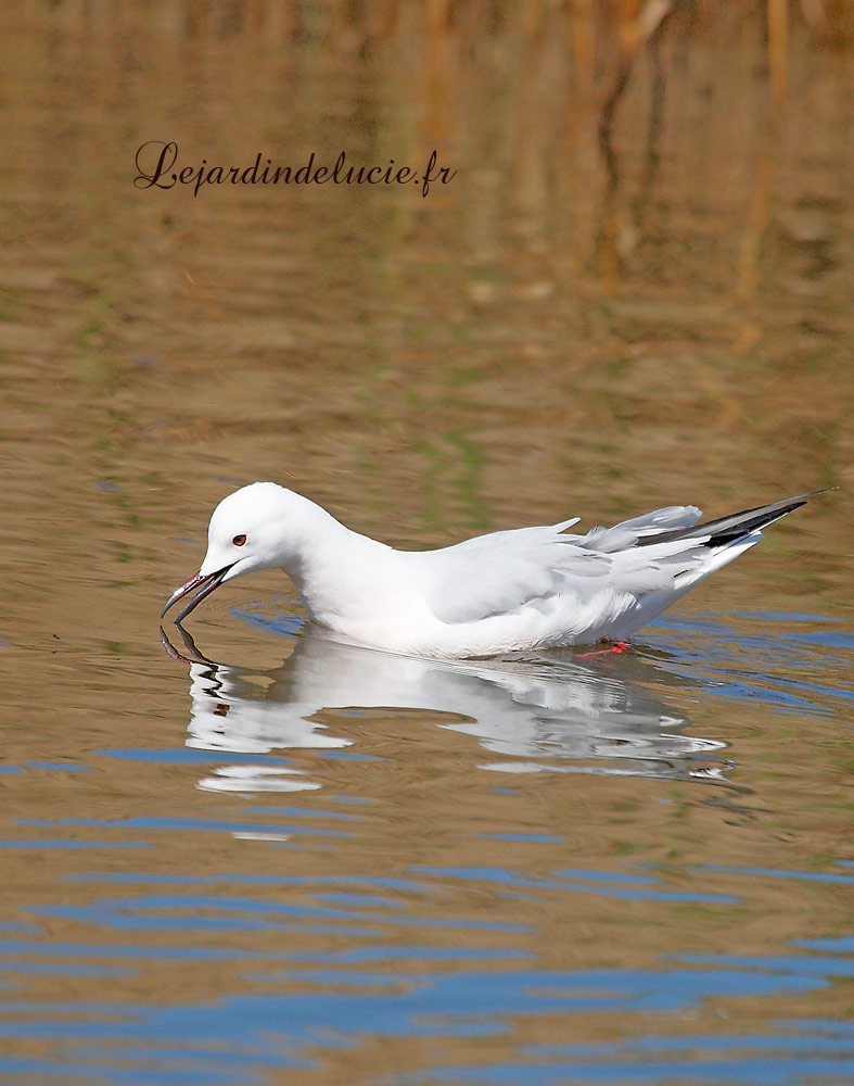 Goéland railleur, Chroicocephalus genei, un petit goéland