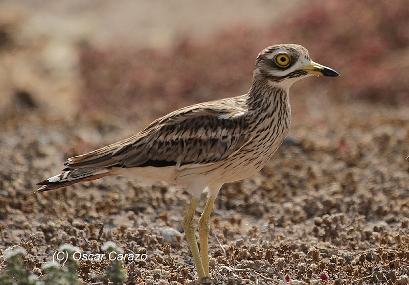 AVESANTURTZI: AVES DE LANZAROTE Y FUERTEVENTURA ( II )
