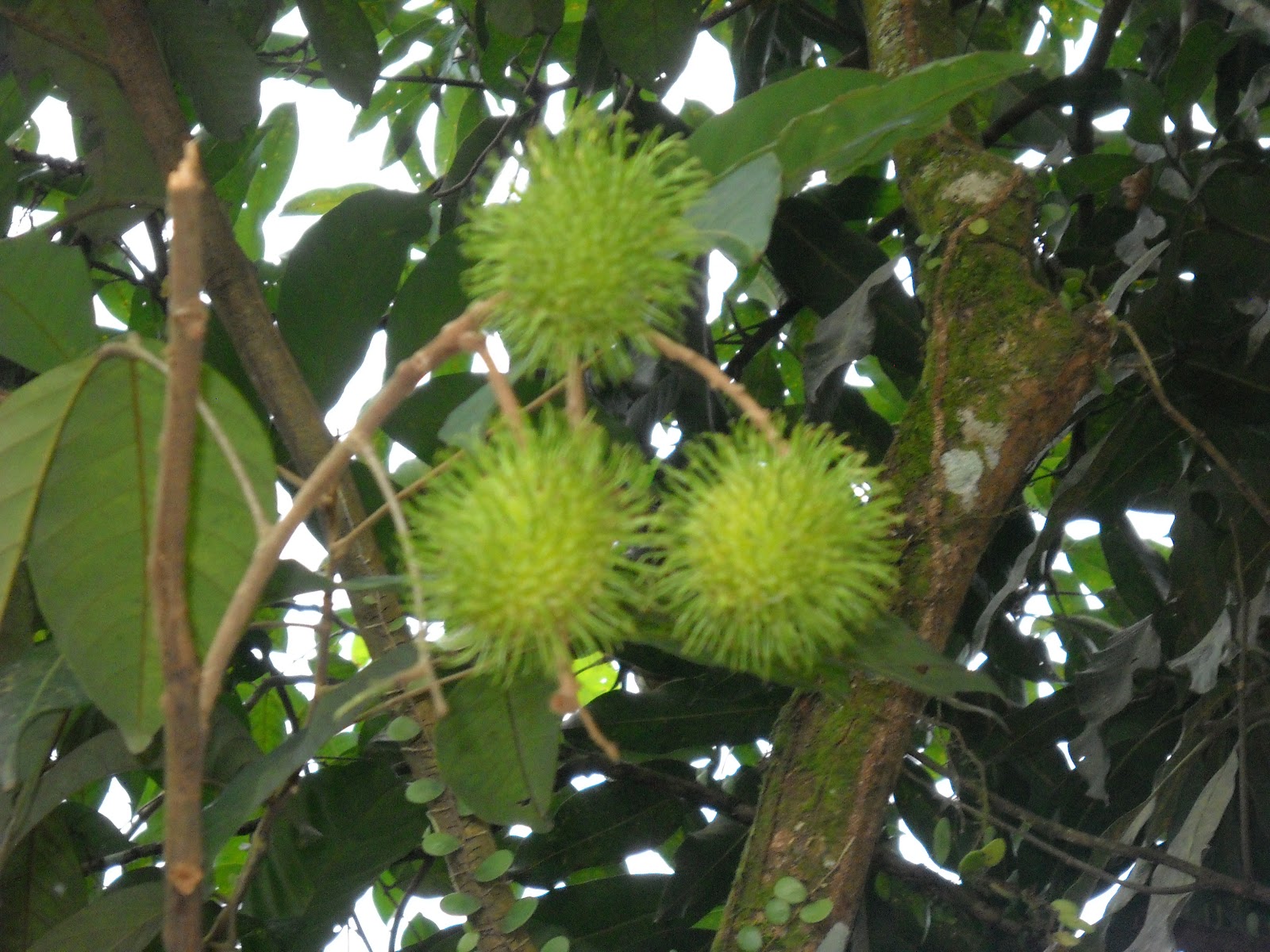 KENALI POKOK SAYANGI POKOK: RAMBUTAN