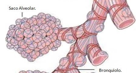 Aparato Respiratorio 3A: Bronquios y Bronquiolos