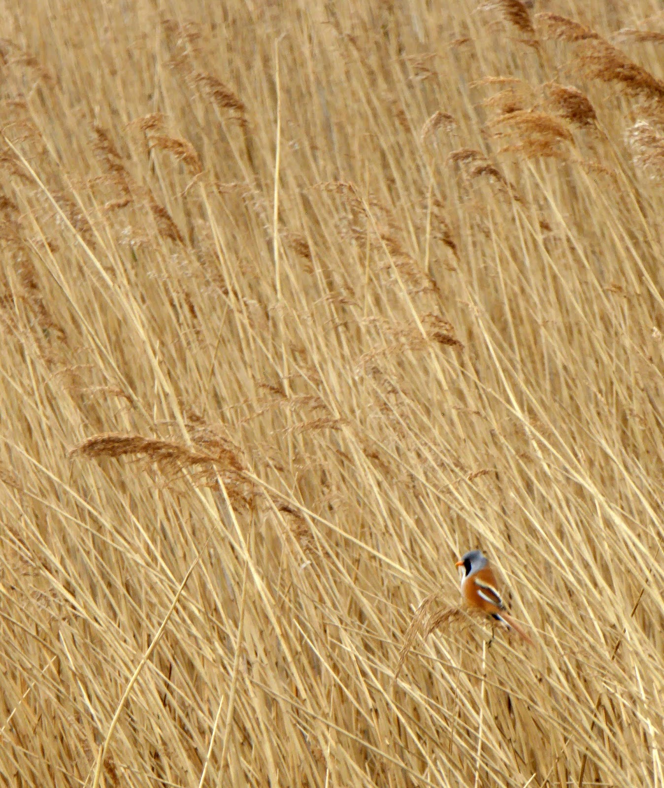 Wild and Wonderful: Three Days in North Norfolk - 2