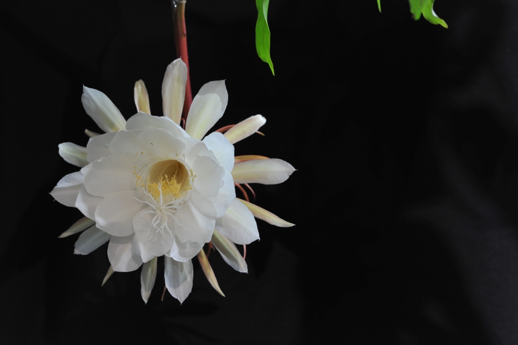 My little vegetable garden: Bunga Bakawali Epiphyllum oxypetalum