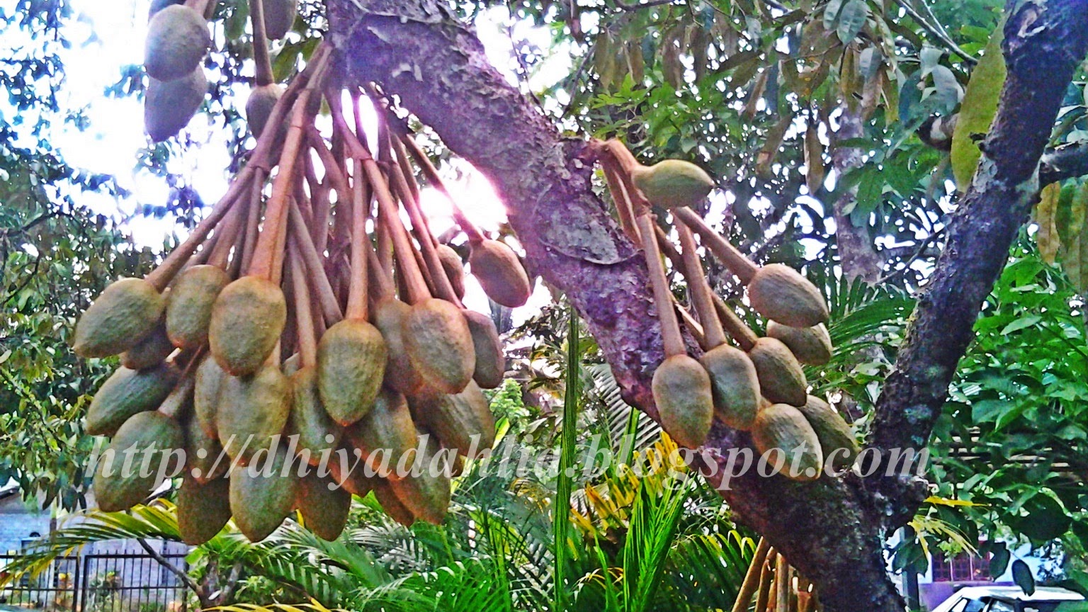 Bunga Durian! - Dari Diri Dhiya