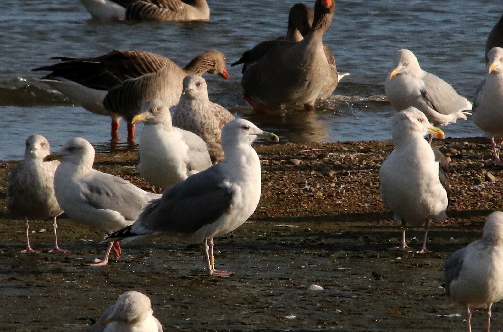Dungeness Bird Observatory : 9th Dec
