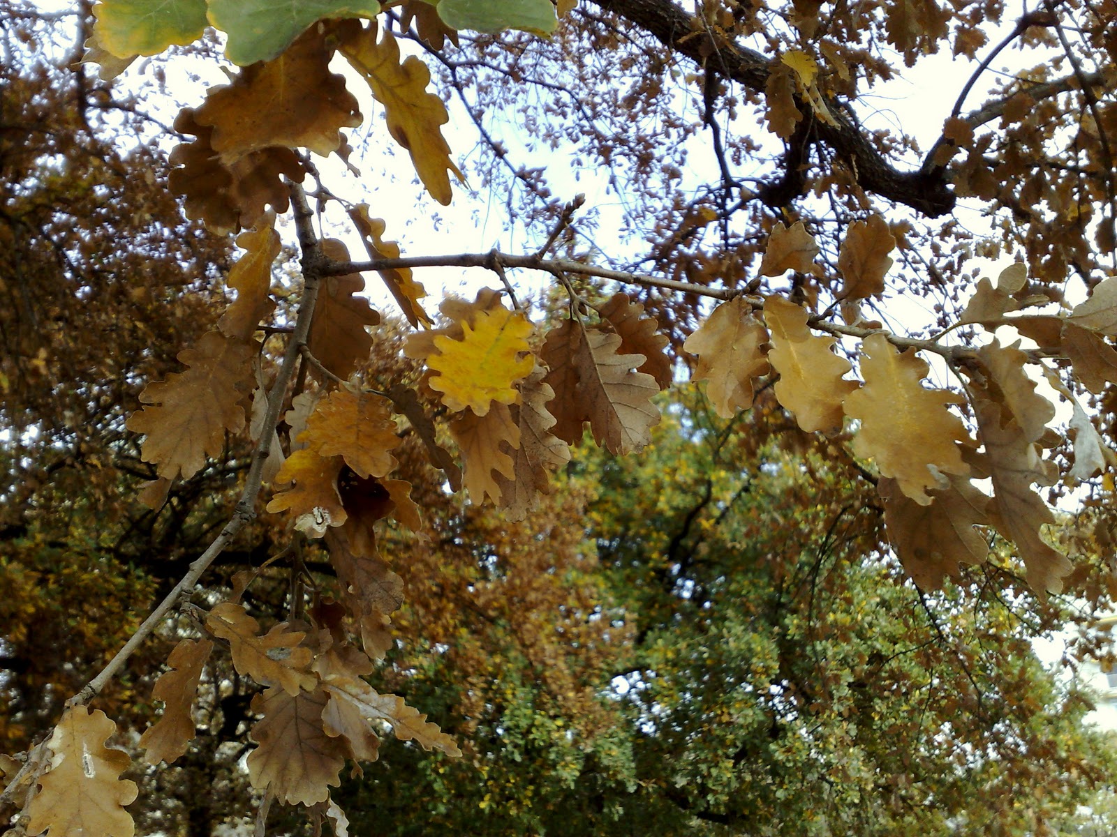 Árboles con alma: Roble pubescente. Roure Martinenc. (Quercus humilis)