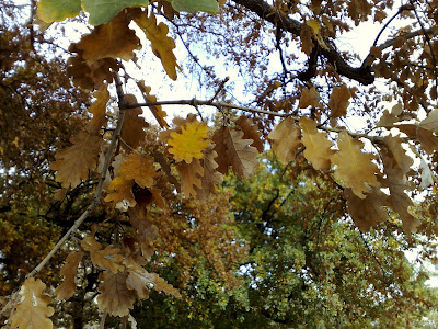 Árboles con alma: Roble pubescente. Roure Martinenc. (Quercus humilis)