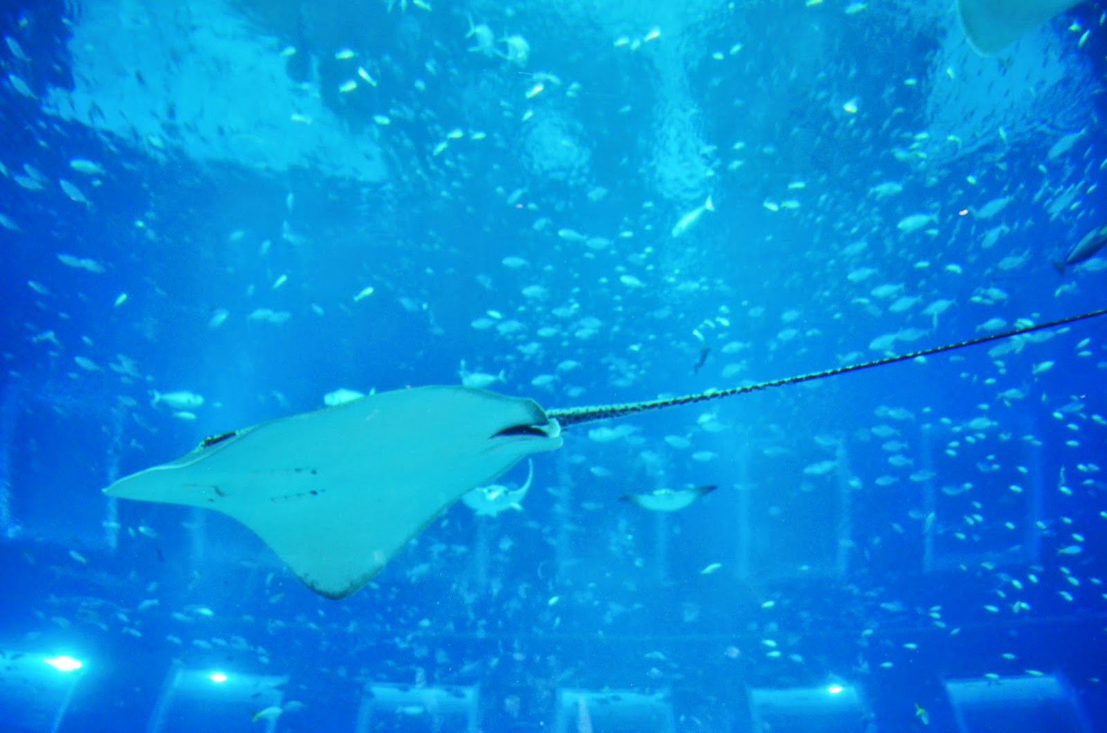 Visiting The S.E.A Aquarium, Resorts World Sentosa Singapore - Just An ...