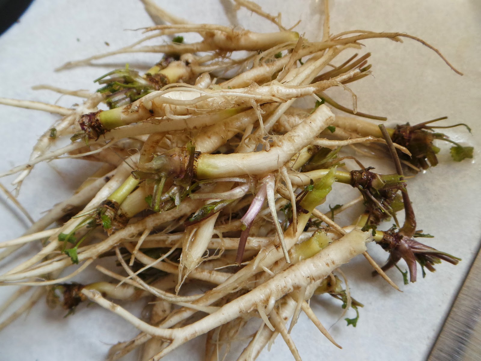 The Suburban Farmhouse: Garlic Mustard Pesto: Our first harvest of the ...