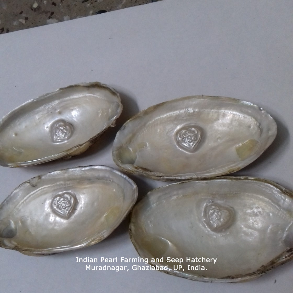 Pearl Farming Training on by CIFA Trainee at Biva Pearl Farm India