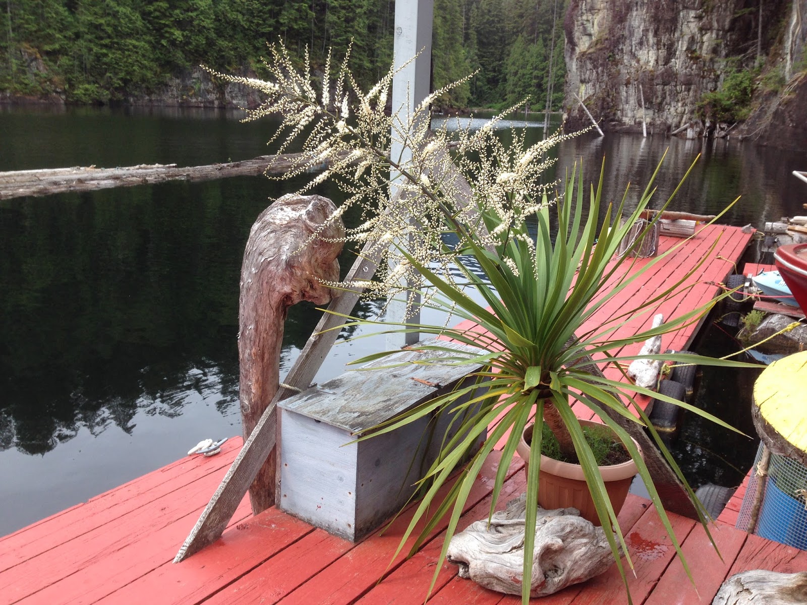 Margy Meanders: My Dracaena Spike Plant Blooms