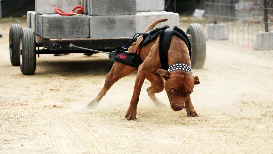 Blog do Pit Bull: Tração VS Weight pull