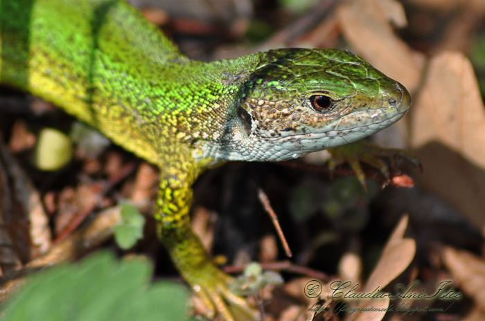 In linii mari: Soparle