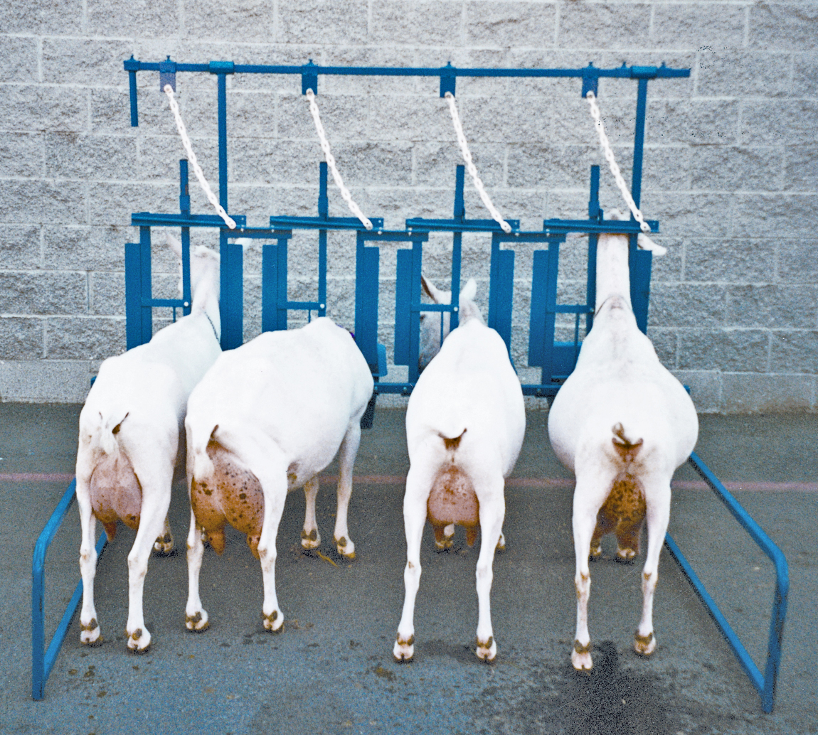 Capre de vanzare-rasa Nobila Germana | Vanzare capre de rasa