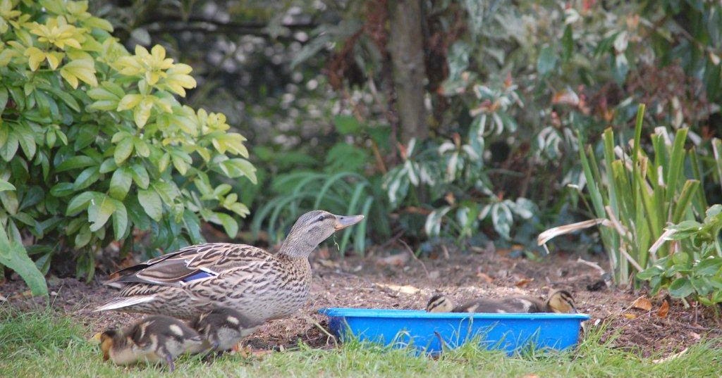 Burrow Farm: Mallards in the Garden