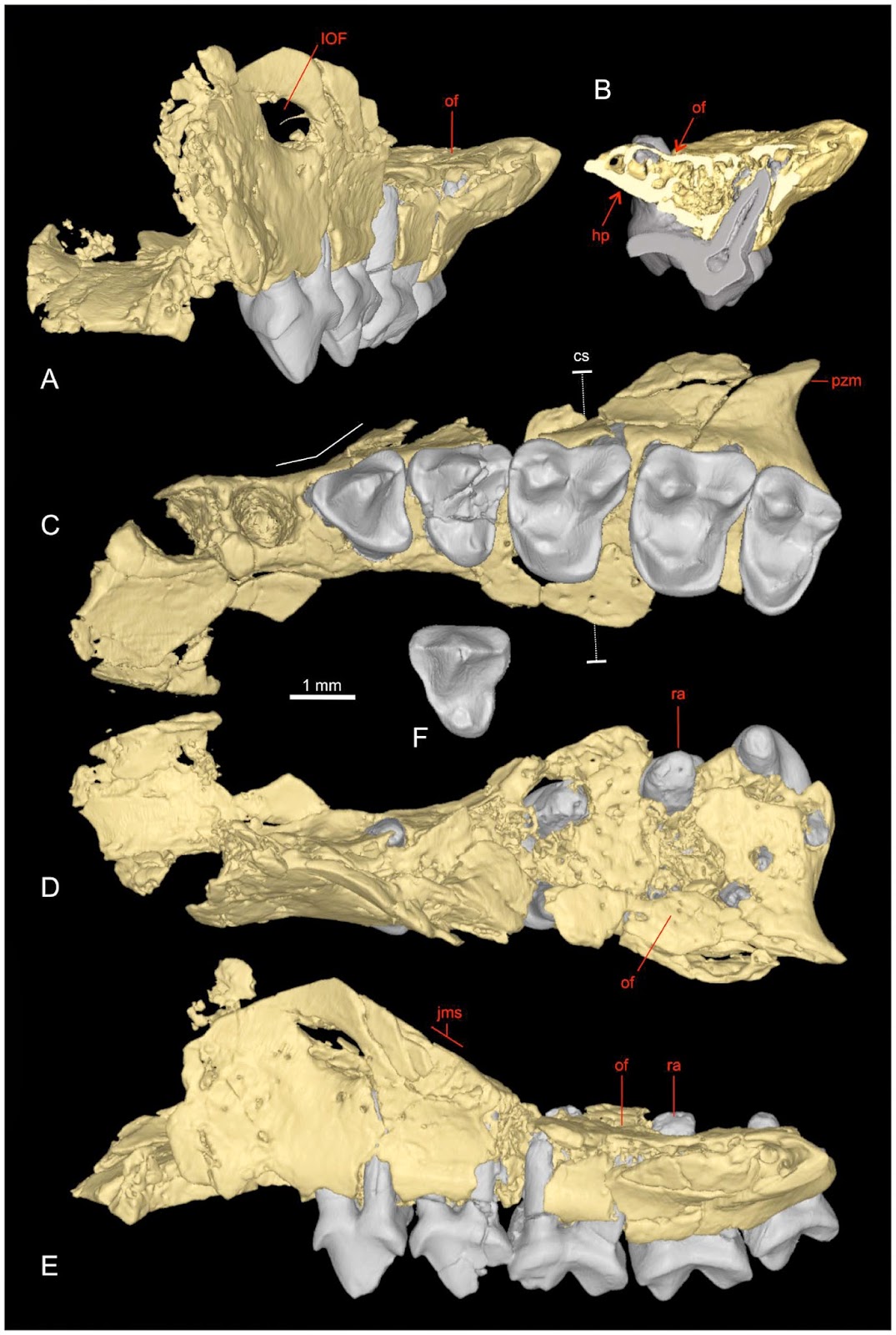Sciency Thoughts: A Pre-Tooth-Combed Primate from the Early Eocene of ...