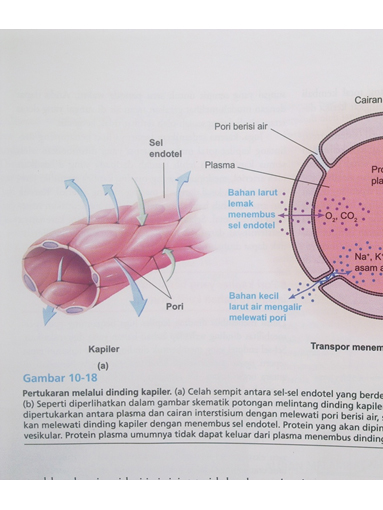Look for Something?: Fisiologi Sirkulasi dan Mikrosirkulasi