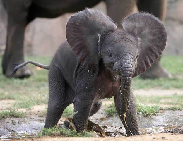 Asian Cute Baby Elephants - 33 Images ♣ | OSMEB