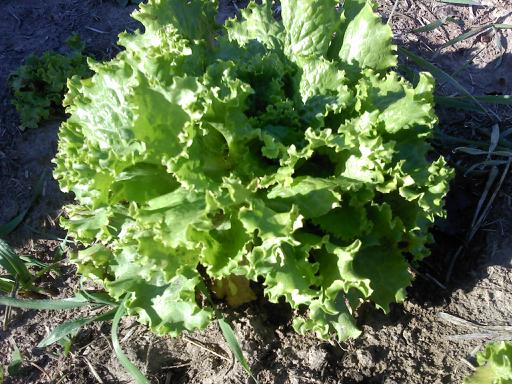 Wishful Acres Farm blog: Beautiful frilly lettuce heads
