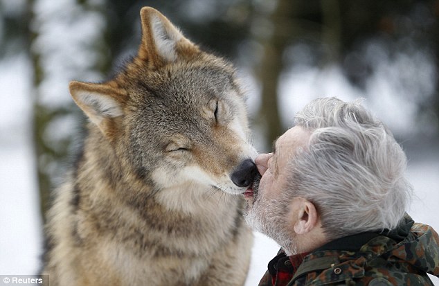 White Wolf : Werner Freund, 79, has raised more than 70 wolves on his ...