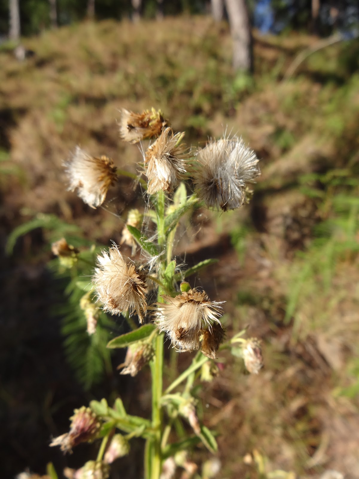 Herbs from Distant Lands: Laggera alata - Winged-Stem Laggera, Liu Leng ...