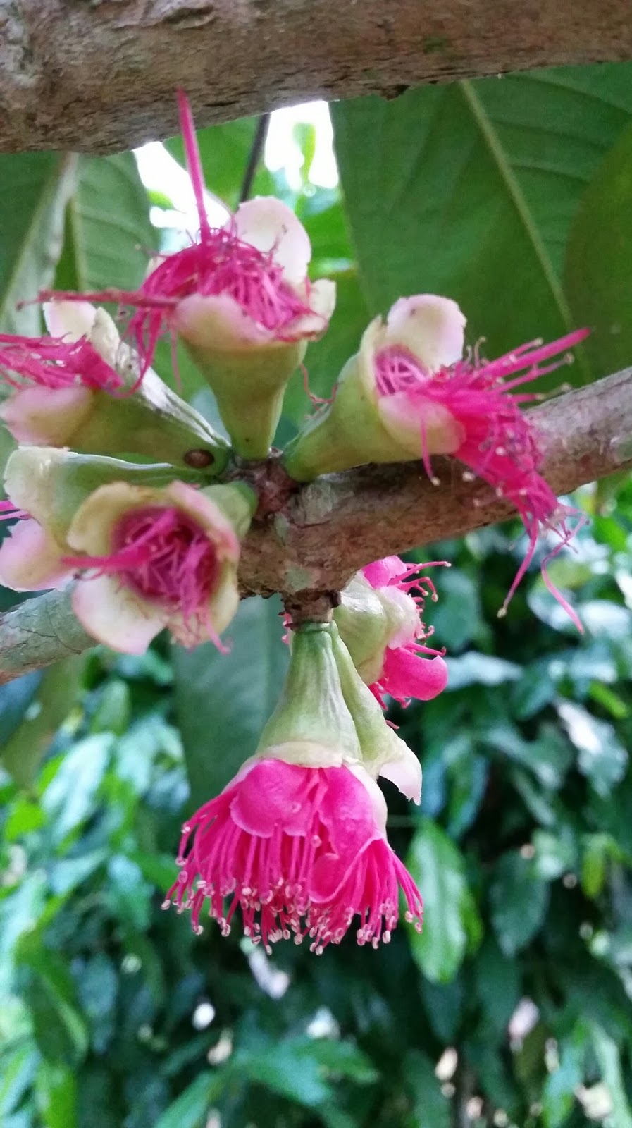 Warisan Petani: Jambu Bol : Tanaman yang semakin dilupakan.