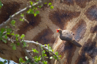 Feather Tailed Stories: Oxpeckers (Africa Series)