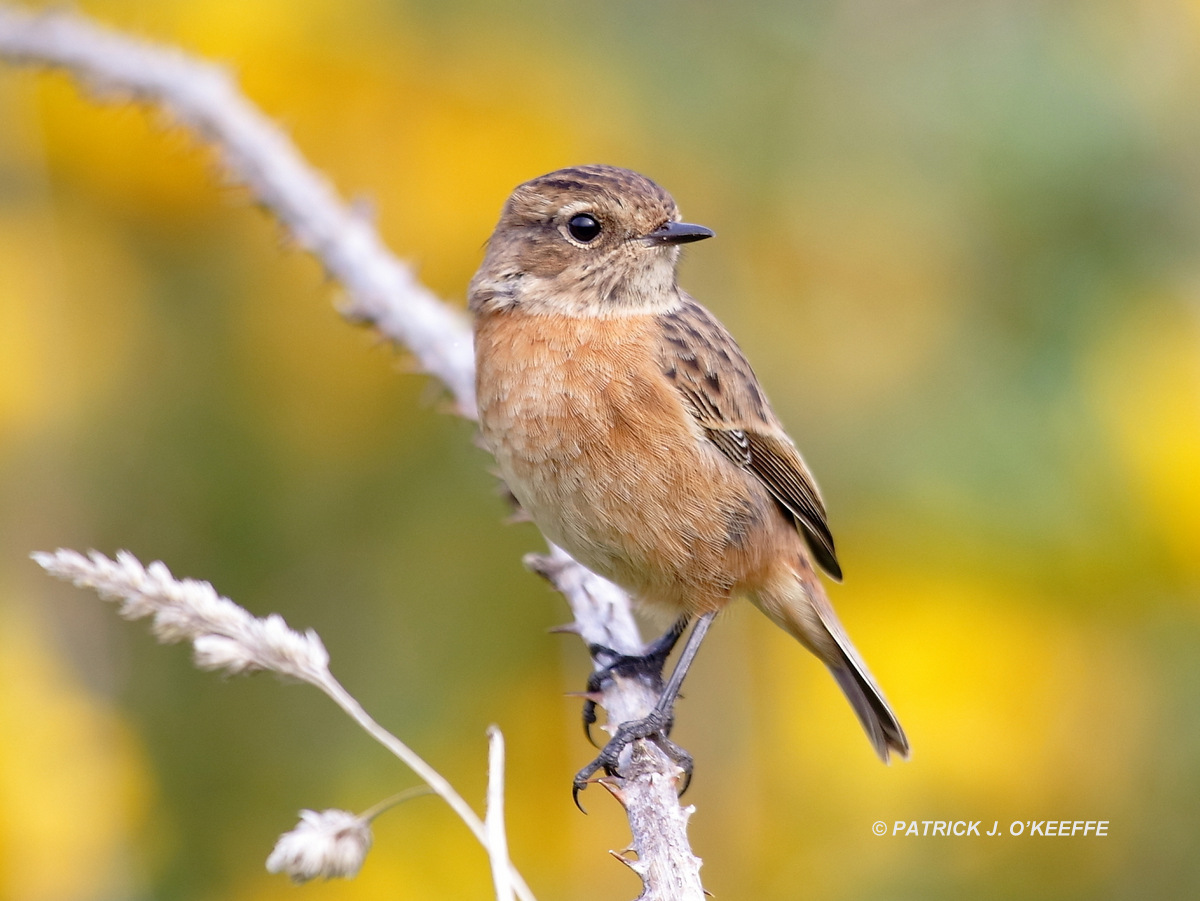 Raw Birds: EUROPEAN STONECHAT (Female) (Saxicola rubicola subspecies.S ...