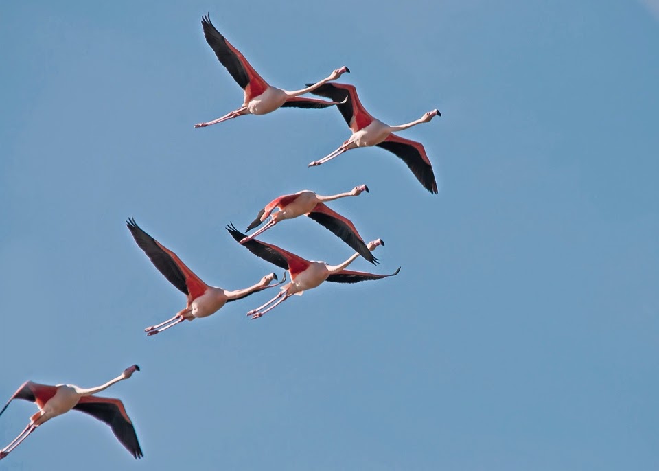 Perú, paraíso de las aves: El Flamenco andino o parihuana en la ...