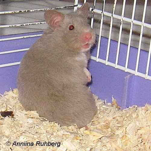 Färger | Guldhamster Hörnan