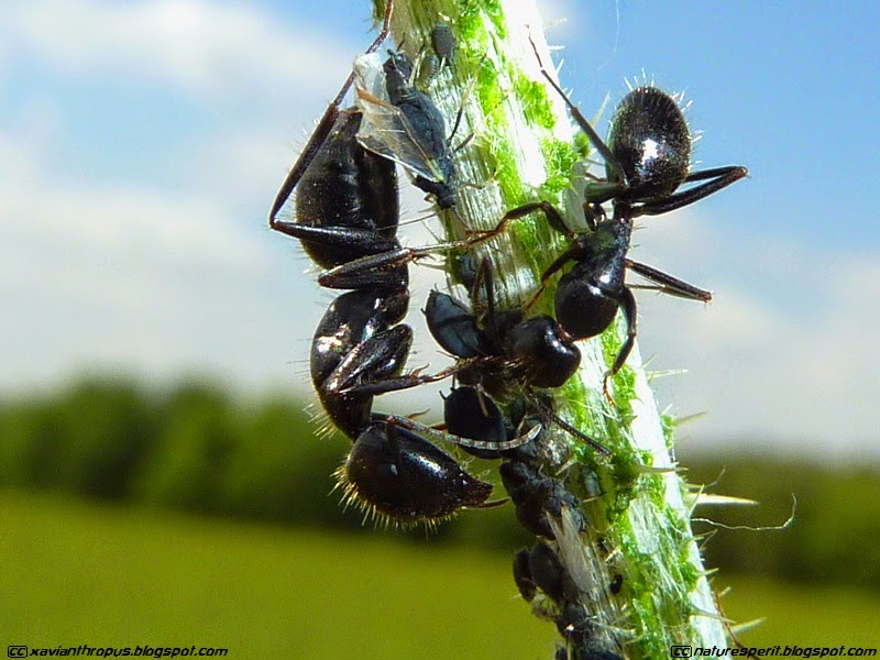 INSECTES II: ABEJAS, AVISPAS Y HORMIGAS