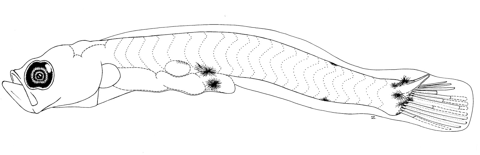 Ictioplancton en Chile: Dibujos de larvas de peces recolectados cerca ...